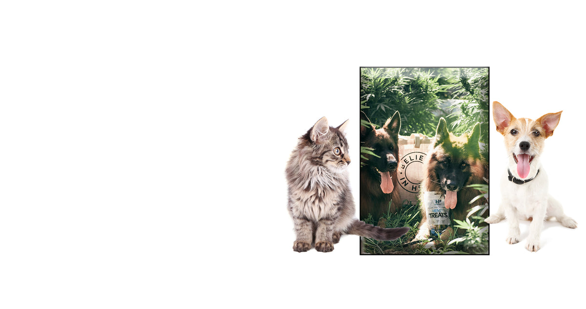 Hemp Pet – 100% Natural Hemp Oils & Treats for Dogs, Cats and Horses ...