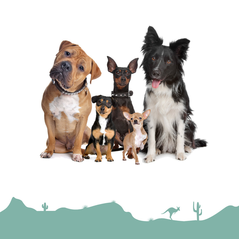 Hemp Pet – 100% Natural Hemp Oils & Treats for Dogs, Cats and Horses ...